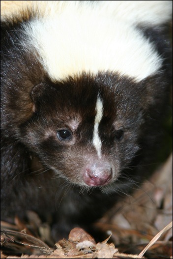 ...A VERY FAIRY GARDEN...: ~Stinkdier~